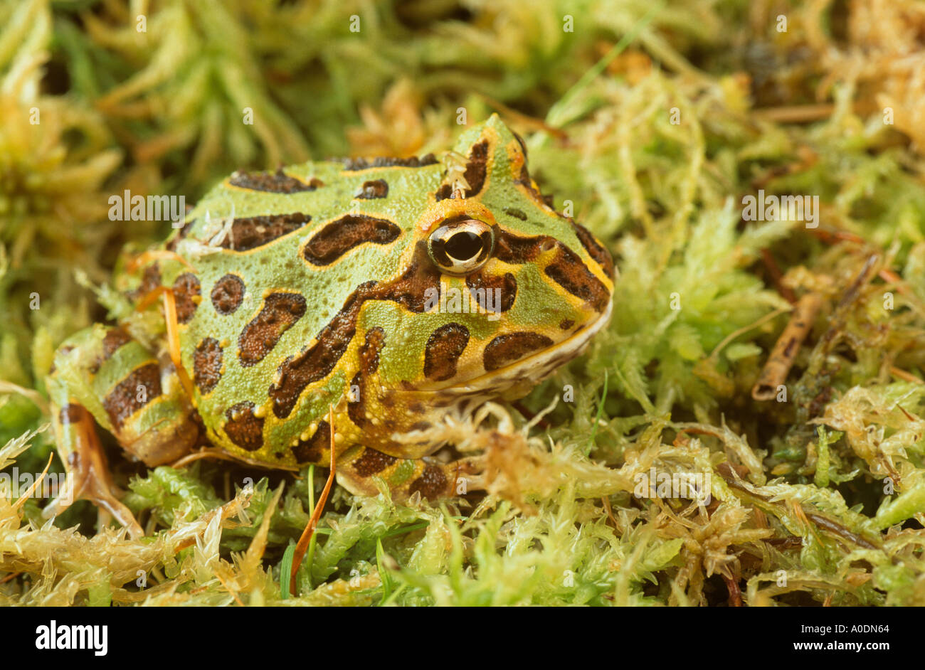 Ornate horned frog Stock Photo - Alamy