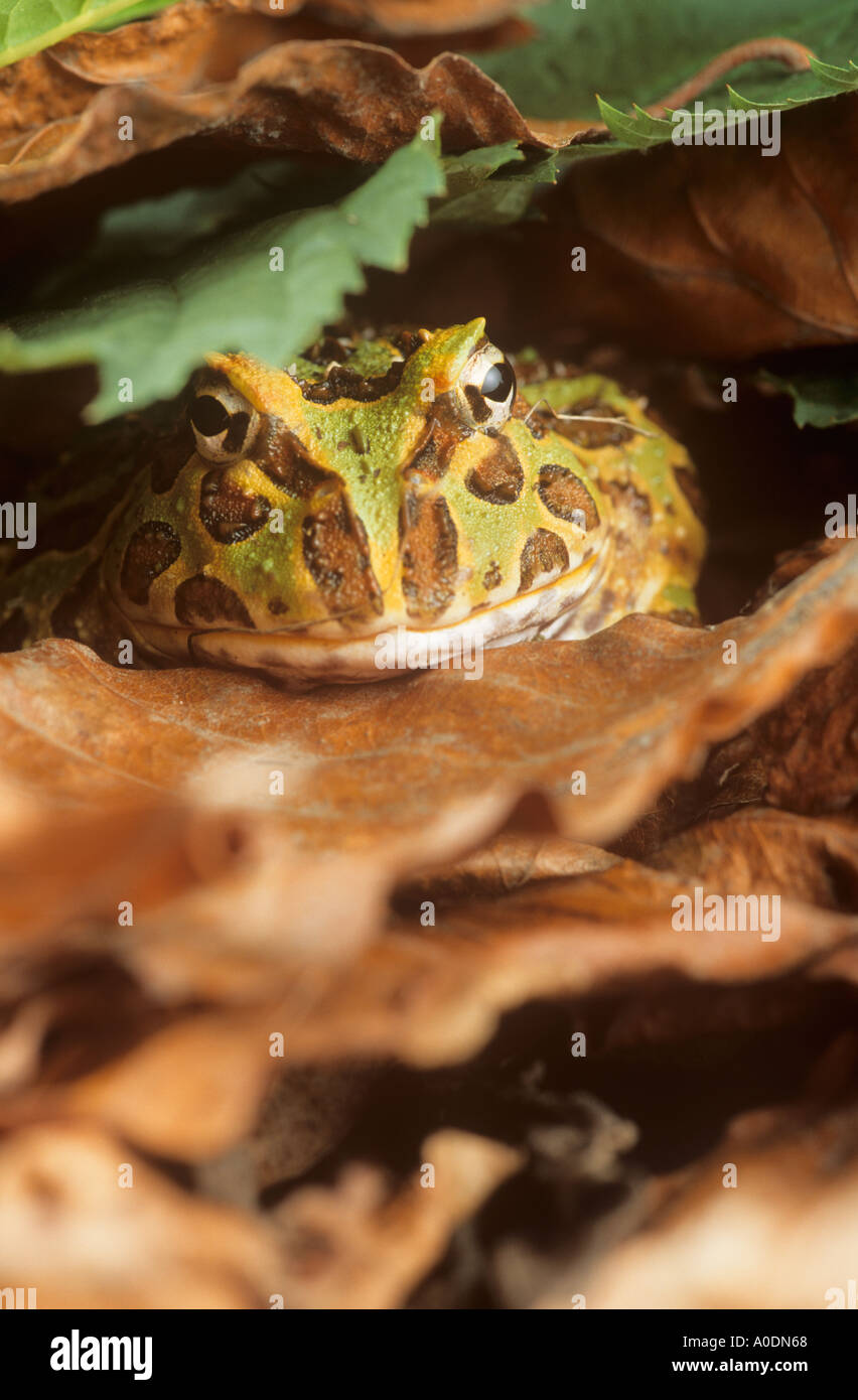 Frog ambush hi-res stock photography and images - Alamy