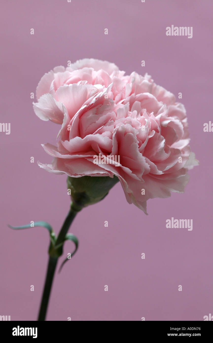 Pink carnation on pink background Stock Photo - Alamy