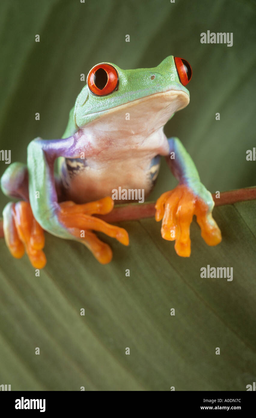Red eyed tree frog cute humour fun hi-res stock photography and images ...