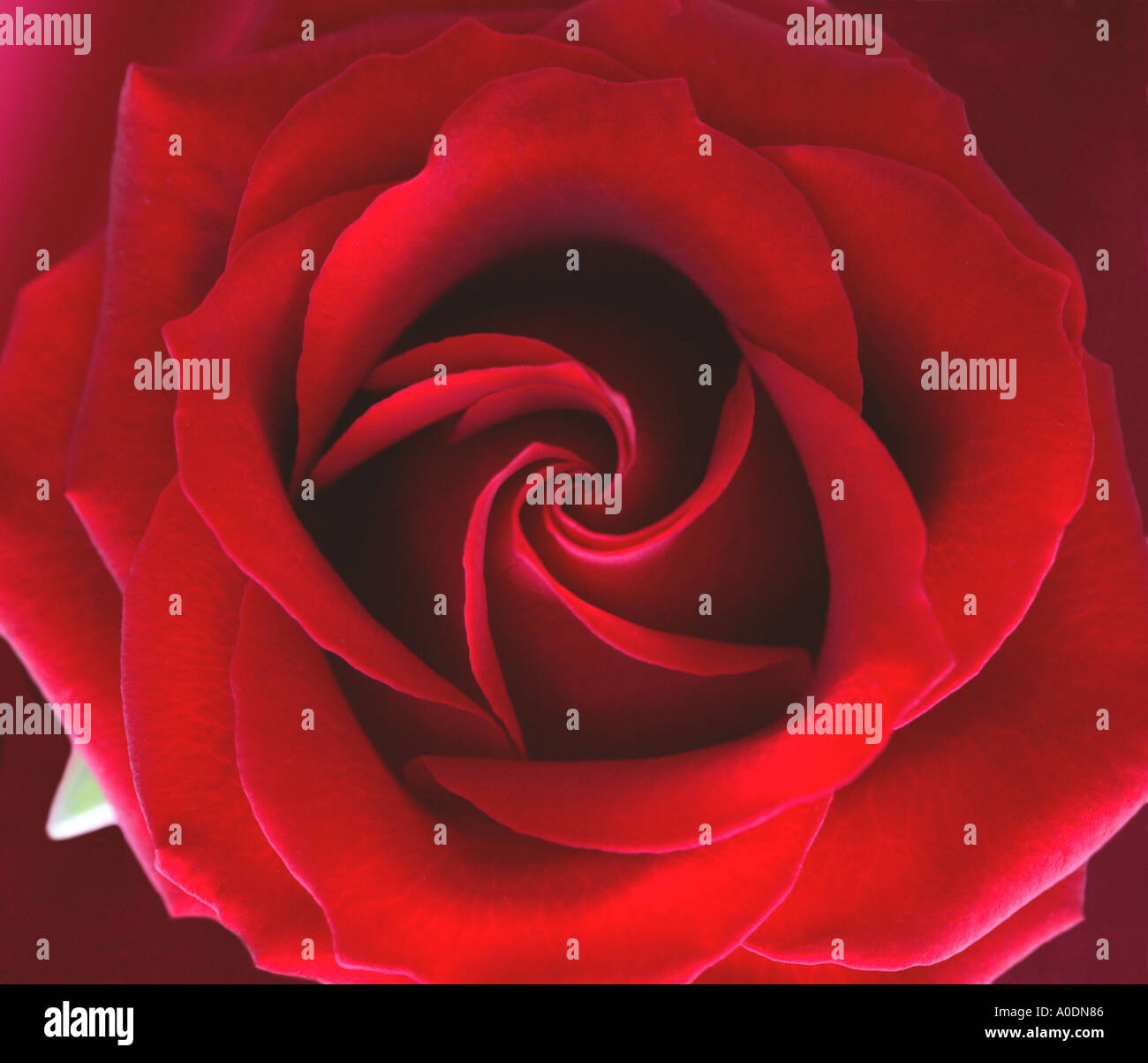 Perfumed passion flower hi-res stock photography and images - Alamy