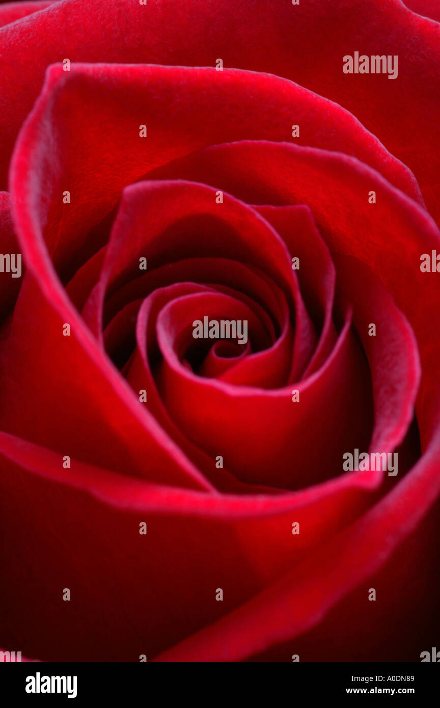 Perfumed passion flower hi-res stock photography and images - Alamy