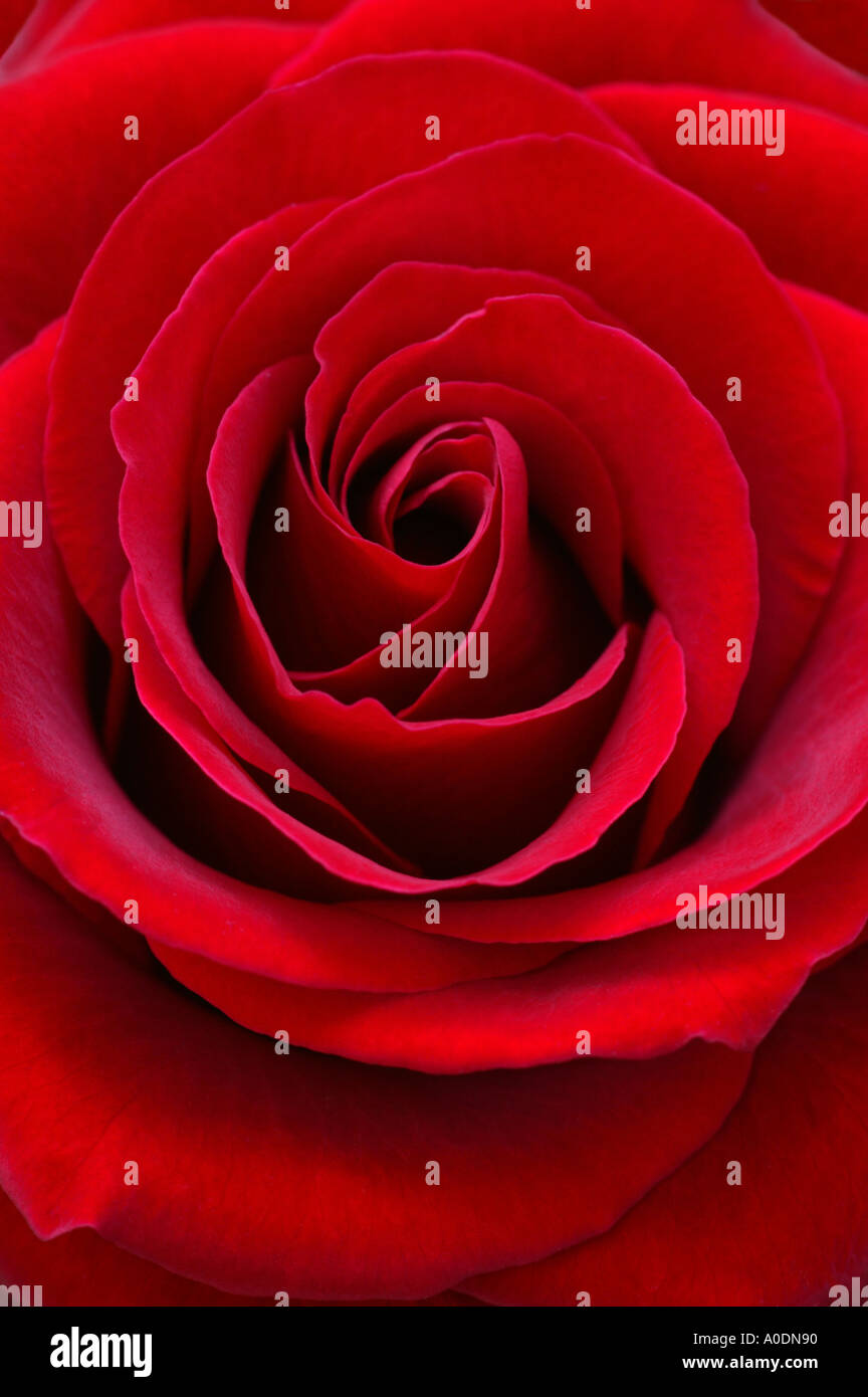 Centre of red rose Rosa Grand Prix Stock Photo - Alamy
