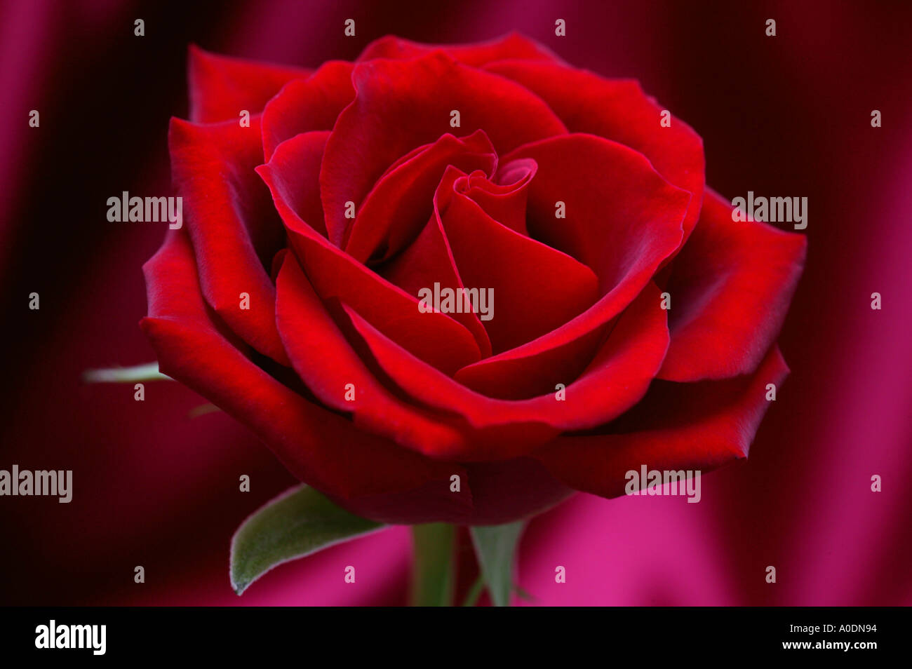 Entire red rose Rosa Passion Stock Photo - Alamy