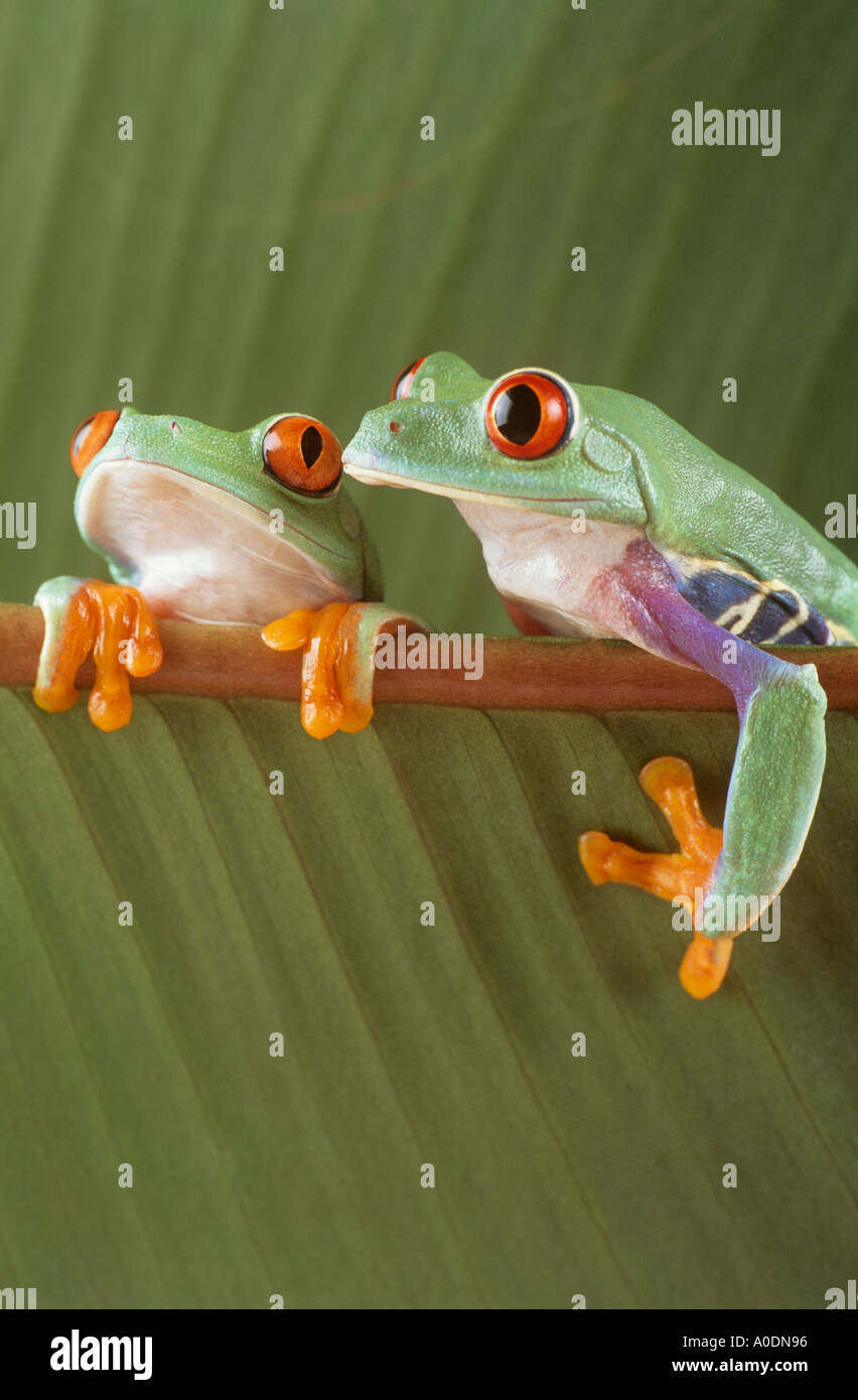 Two frogs hi-res stock photography and images - Alamy