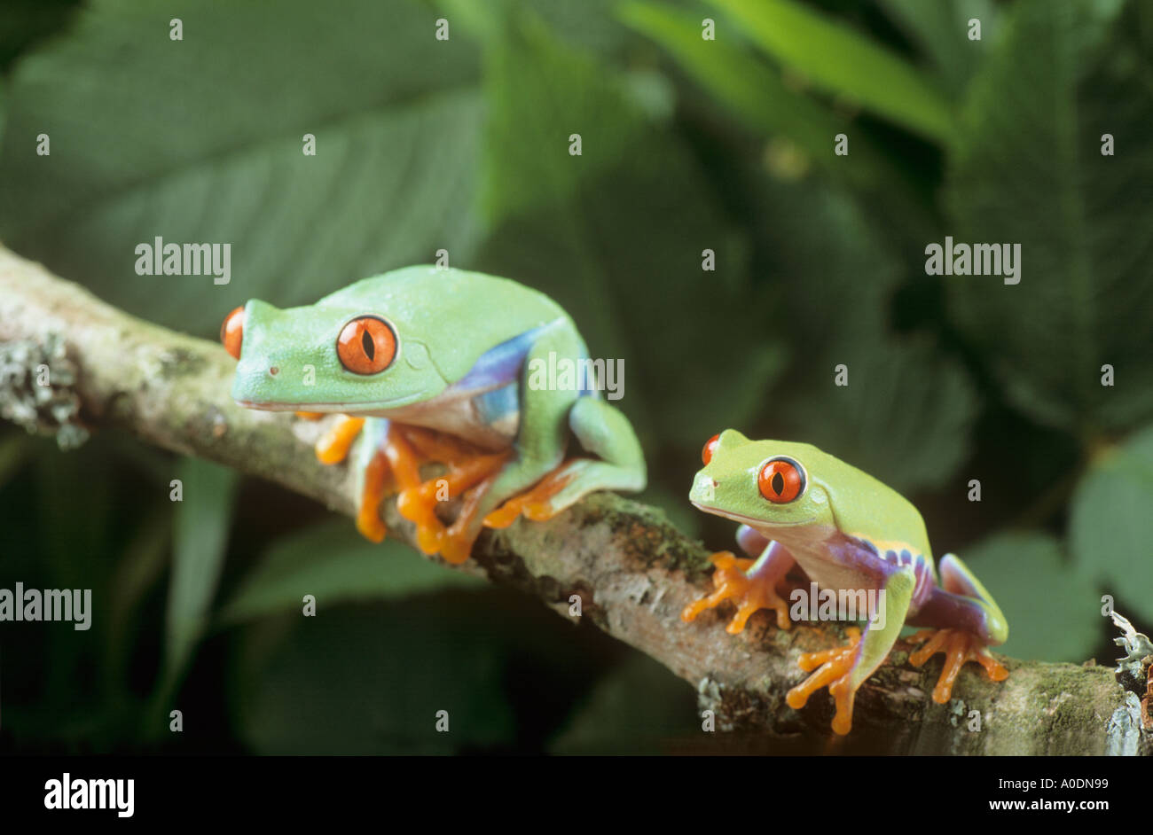 Red eyed tree frog cute humour fun hi-res stock photography and images ...