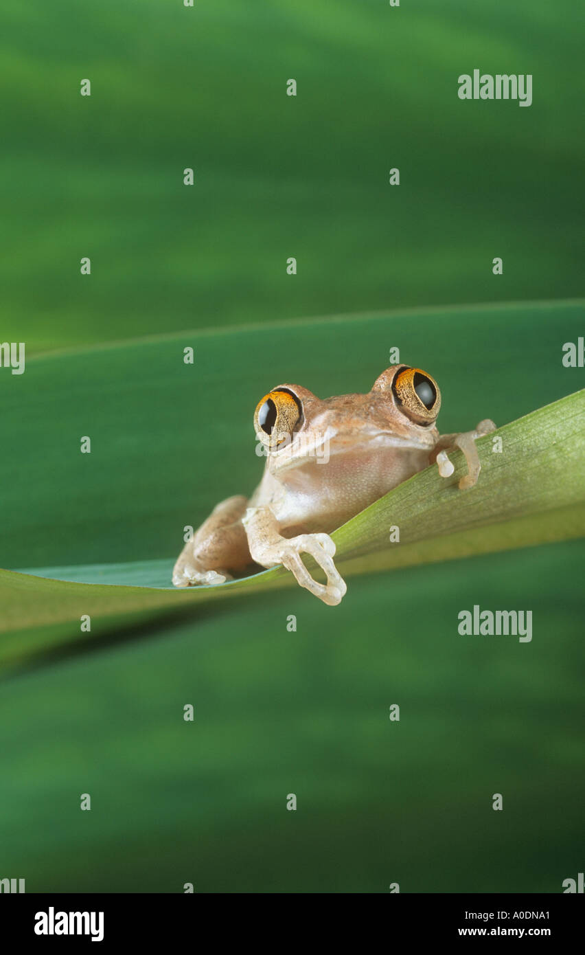 Tree frog looking over leaf Stock Photo - Alamy