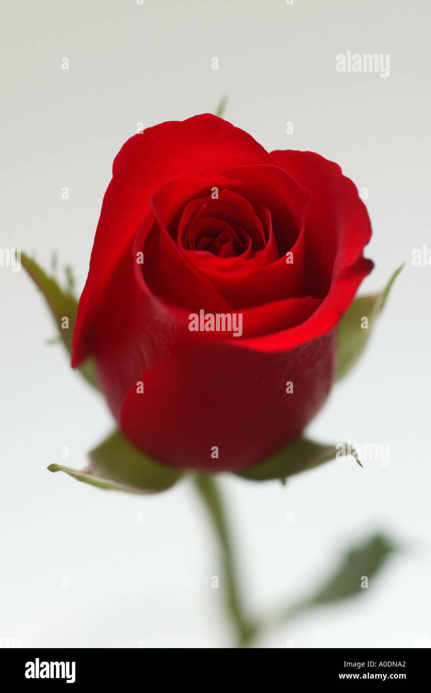 Single red rosebud on white background Stock Photo - Alamy