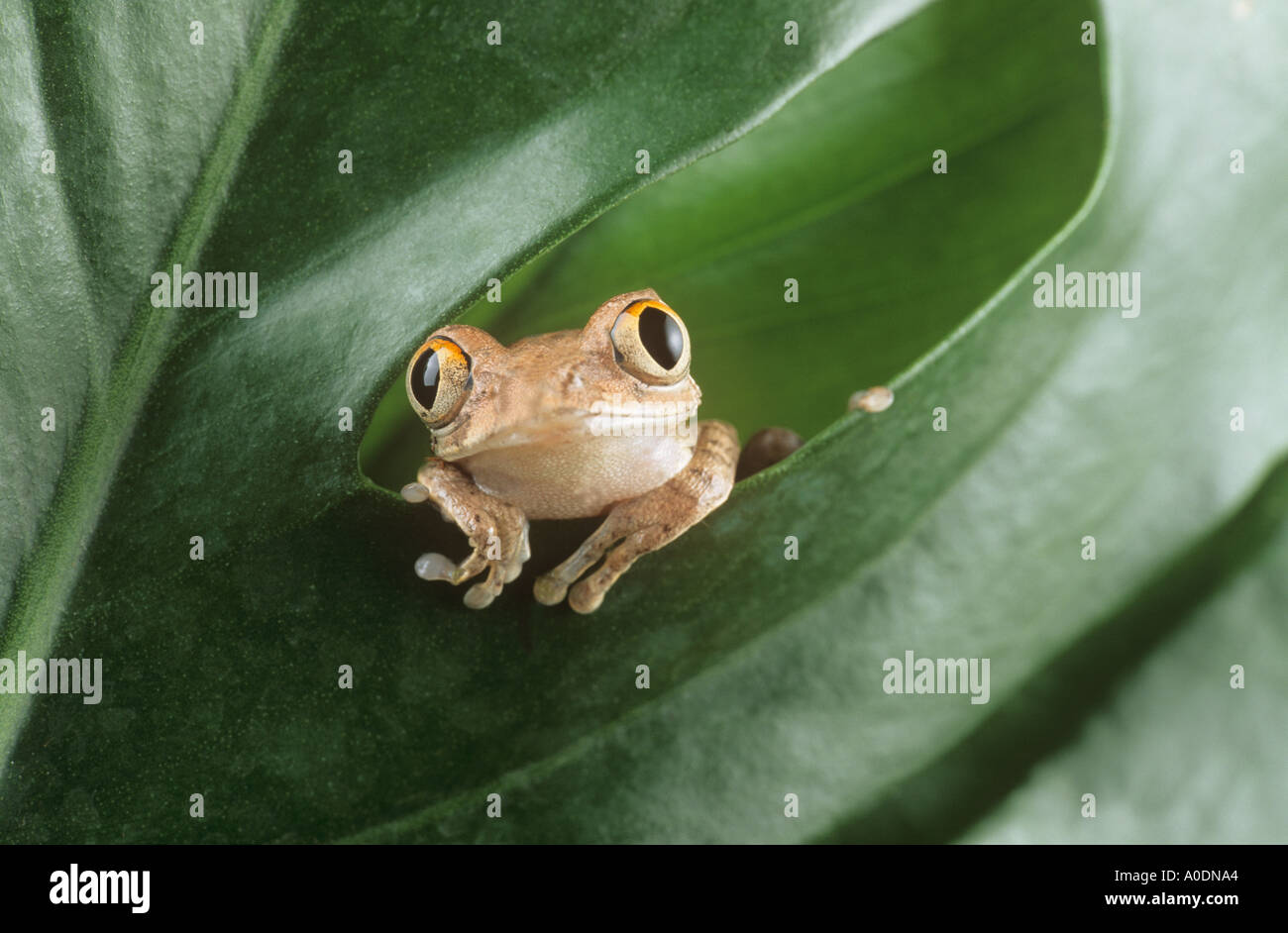Tree hole frog hi-res stock photography and images - Alamy