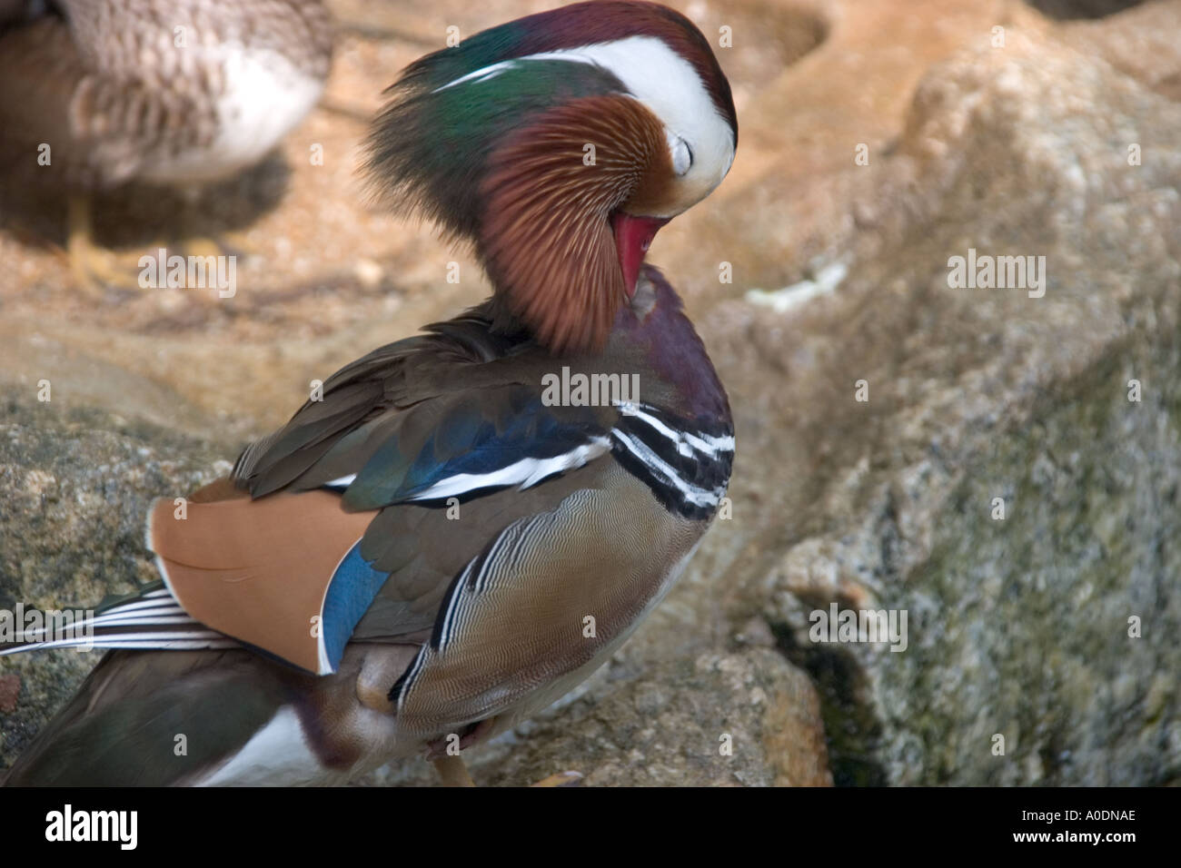 Penang ducks hi-res stock photography and images - Alamy