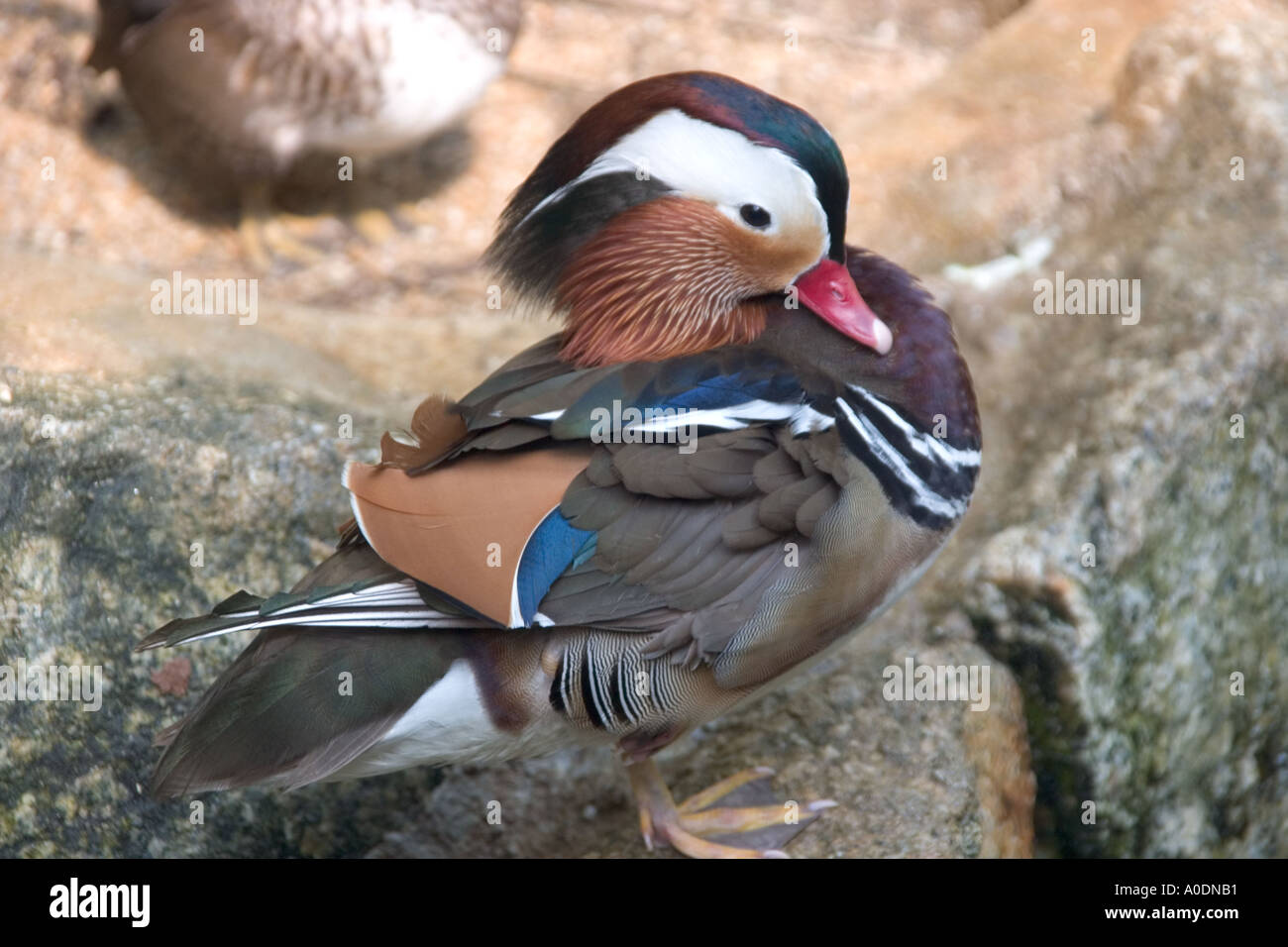 Butterfly duck hi-res stock photography and images - Alamy