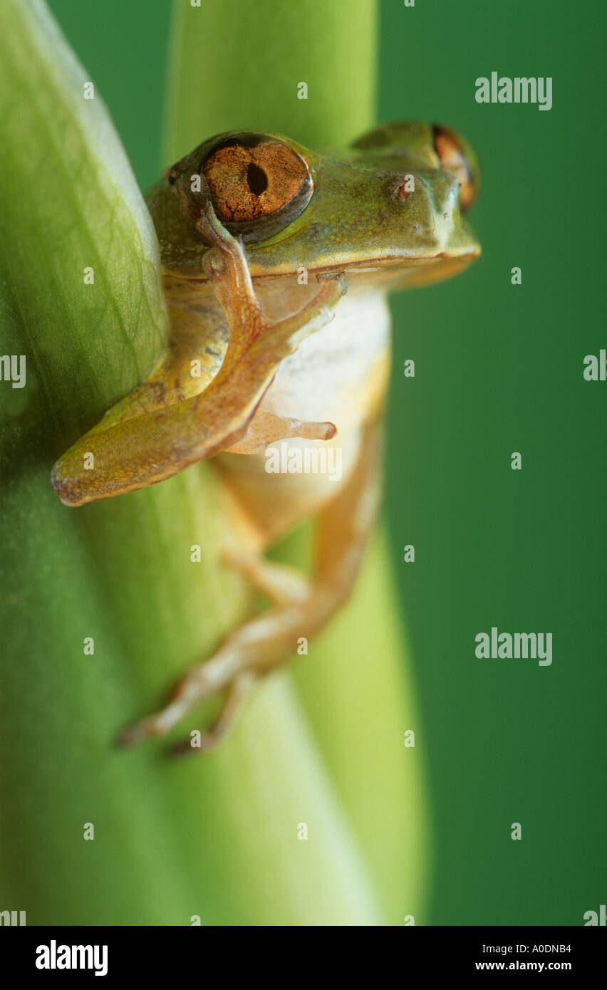Animated tree frog Stock Photo - Alamy