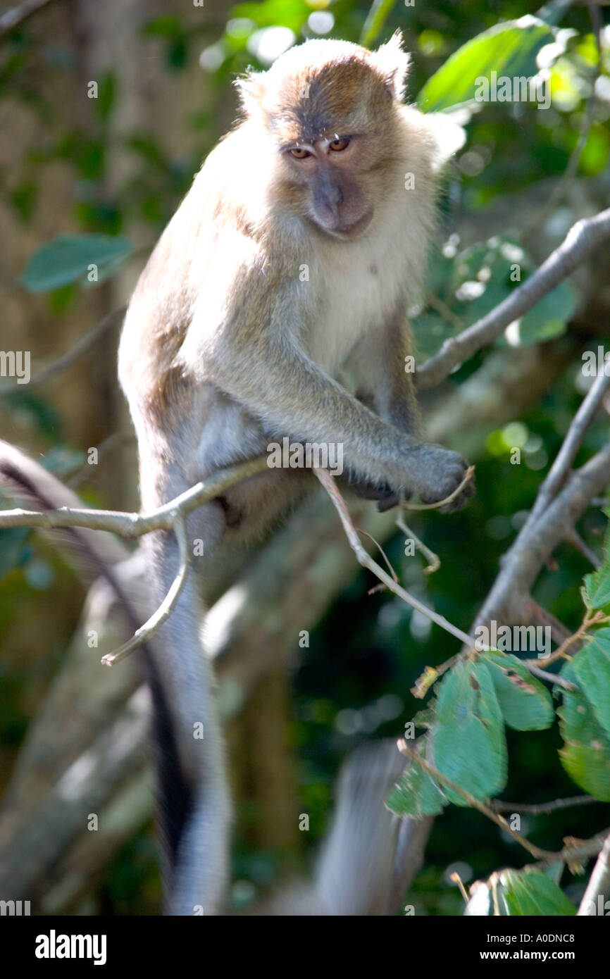 Penang malaysia monkeys hi-res stock photography and images - Alamy