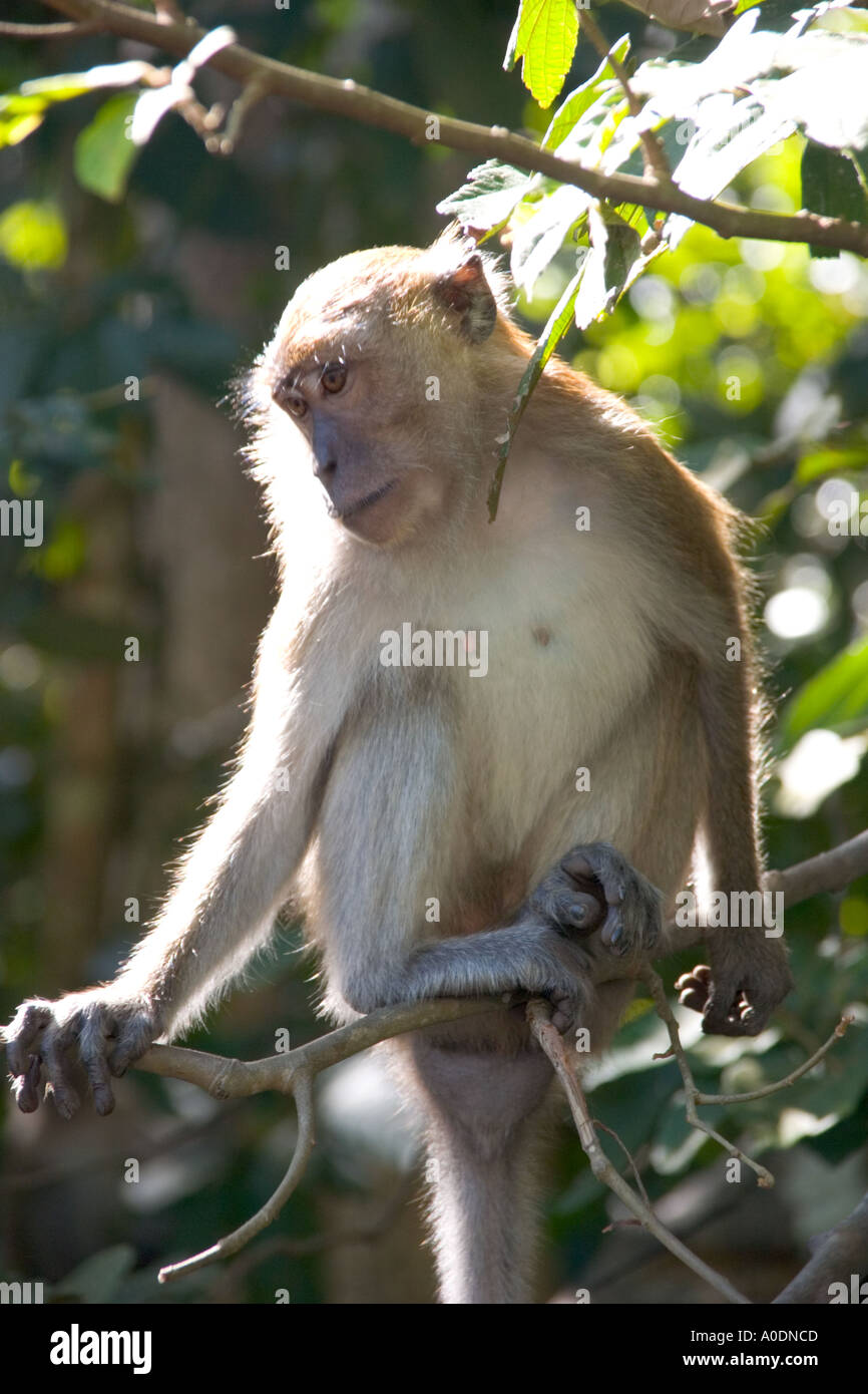 Penang malaysia monkeys hi-res stock photography and images - Alamy