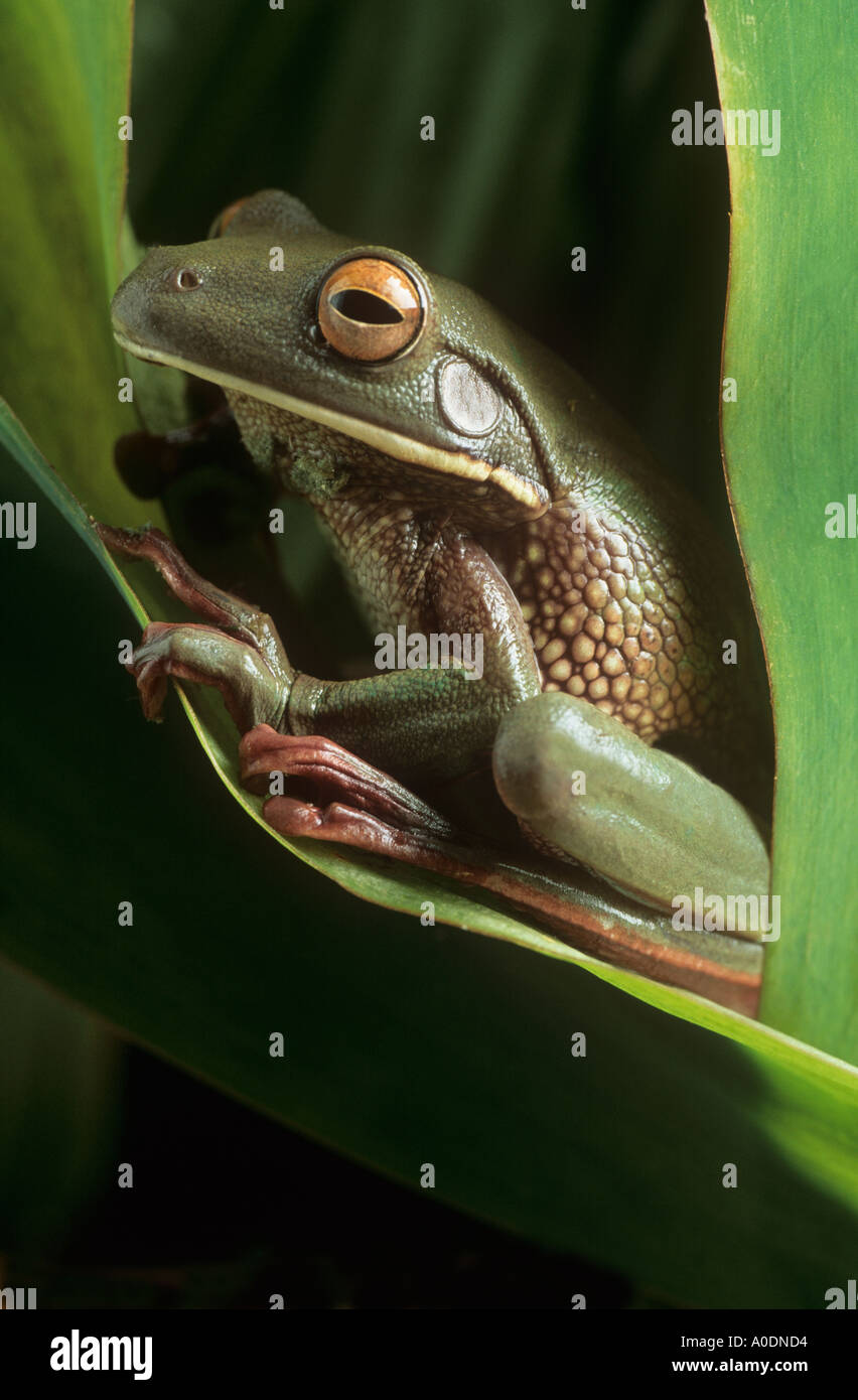 Forg hi-res stock photography and images - Alamy