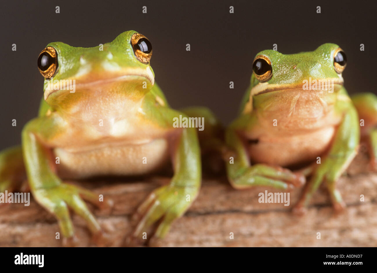 Two tree frogs sitting head to hi-res stock photography and images - Alamy
