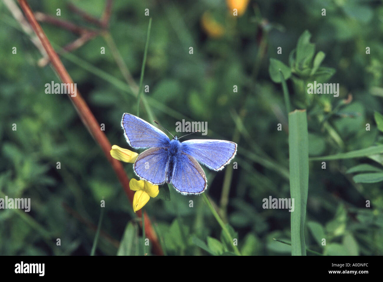 Male common blue butterfly polyommatus icarus hi-res stock photography ...