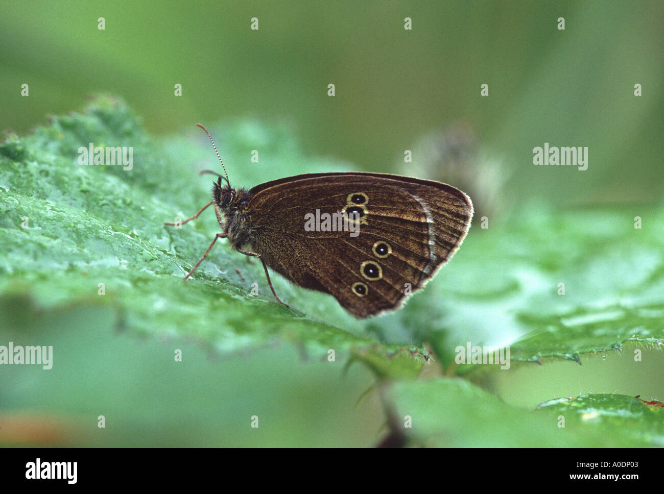 RINGLET BUTTERFLY. APHANTOPUS HYPERANTUS. ENGLAND. UK Stock Photo - Alamy