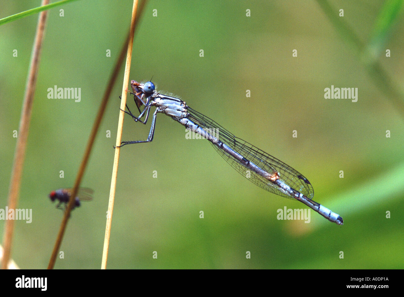 COMMON BLUE DAMSELFLY. ENALLAGMA CYATHIGERUM. ENGLAND. UK Stock Photo ...