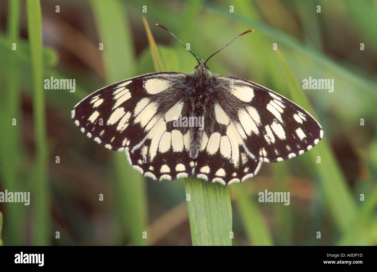 MARBLED WHITE BUTTERFLY. MELANARGIA GALATHEA. MALE. ENGLAND. UK Stock ...