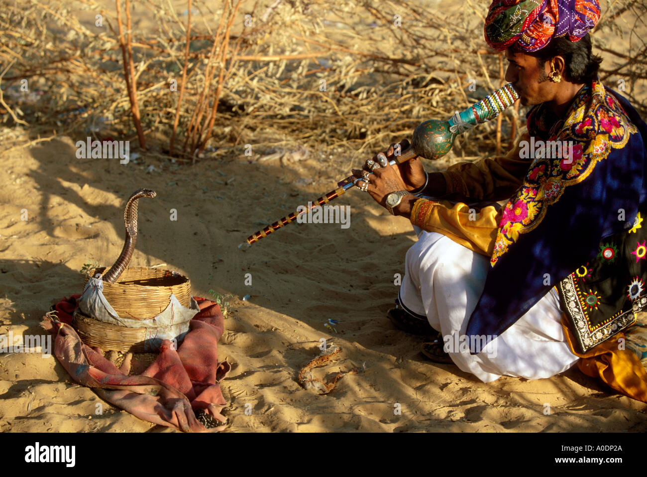 Kalbeliya Gypsy Traditional Dancers and Snake Charmers Indigenous ...