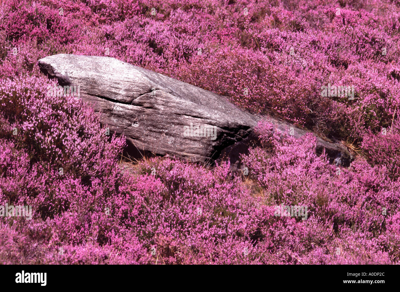 Heather plant uk hi-res stock photography and images - Alamy