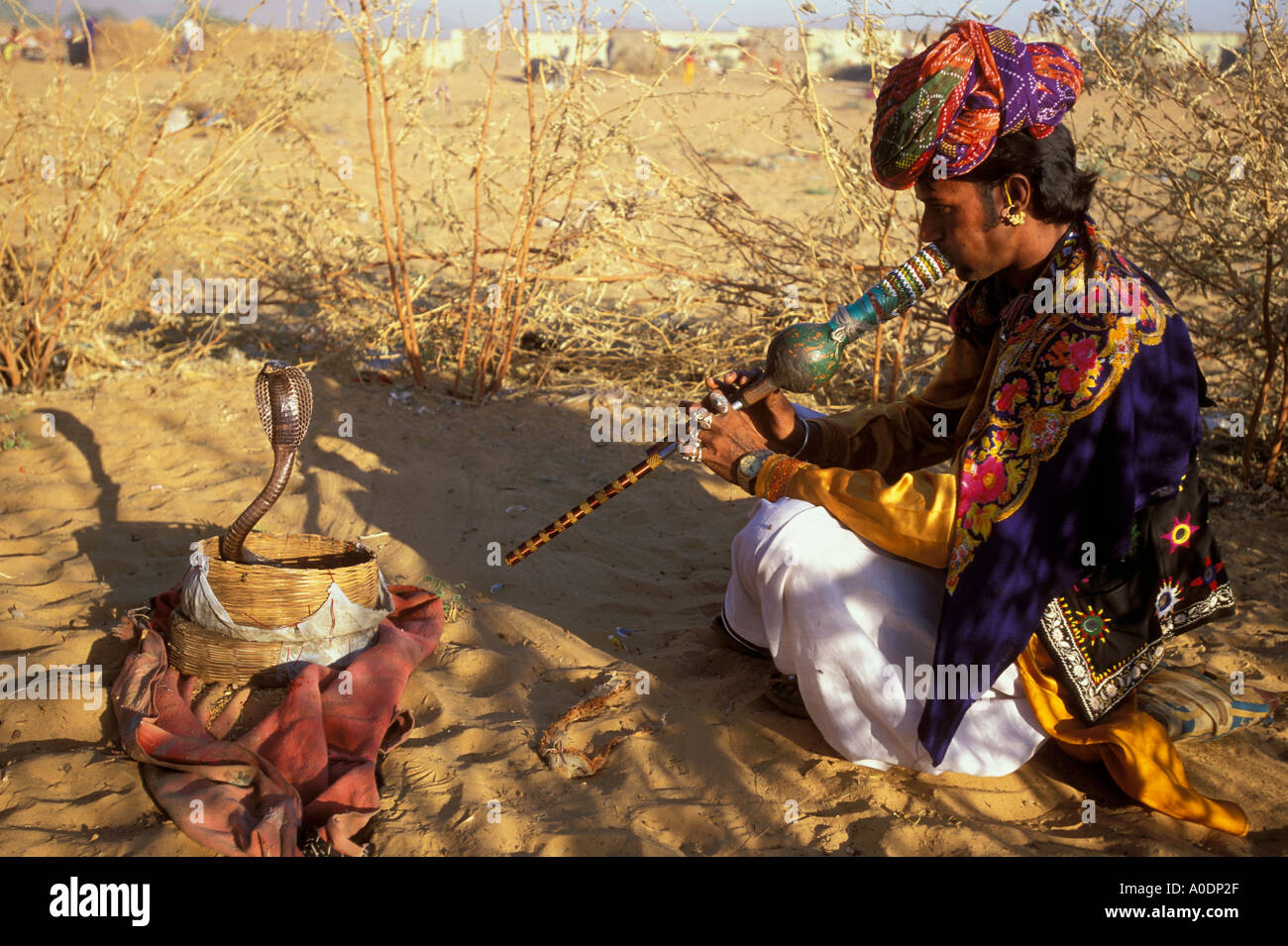 Kalbeliya Gypsy Traditional Dancers and Snake Charmers Indigenous ...