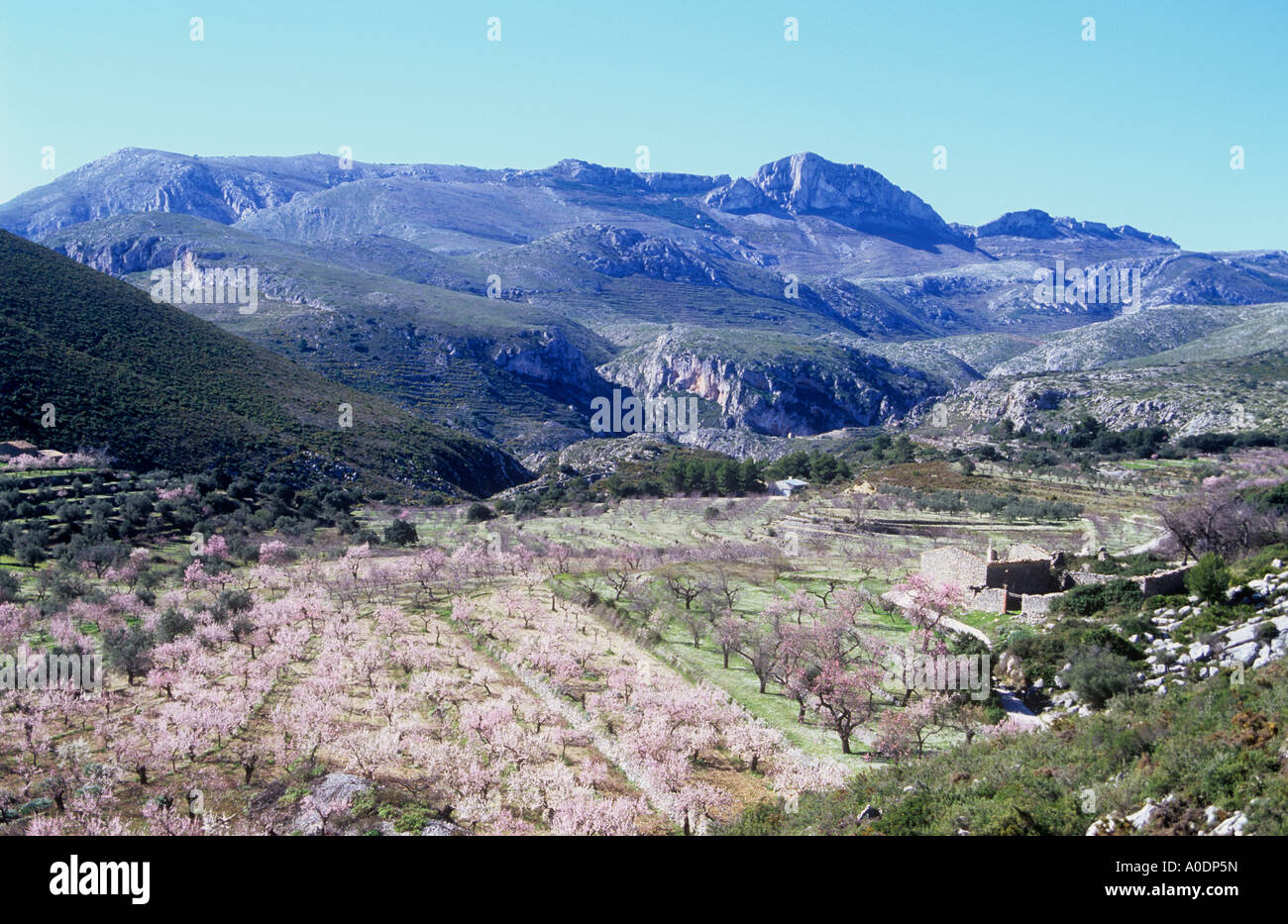 landscape and almond trees in blossom, near Tarbena, Alicante Province ...
