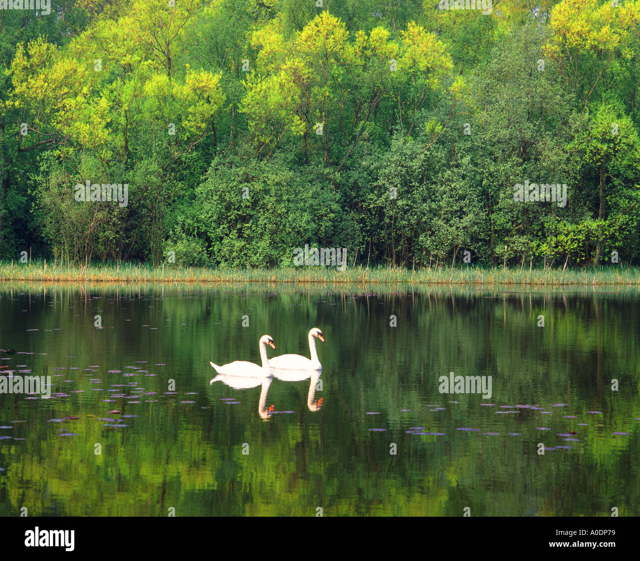 Swan upping queen hi-res stock photography and images - Alamy