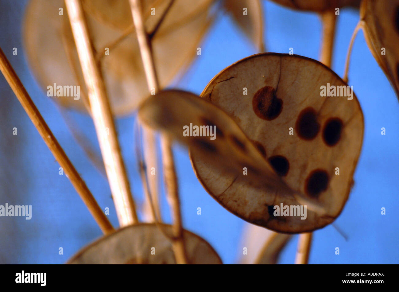 A close up of a money plant seed pod Stock Photo - Alamy