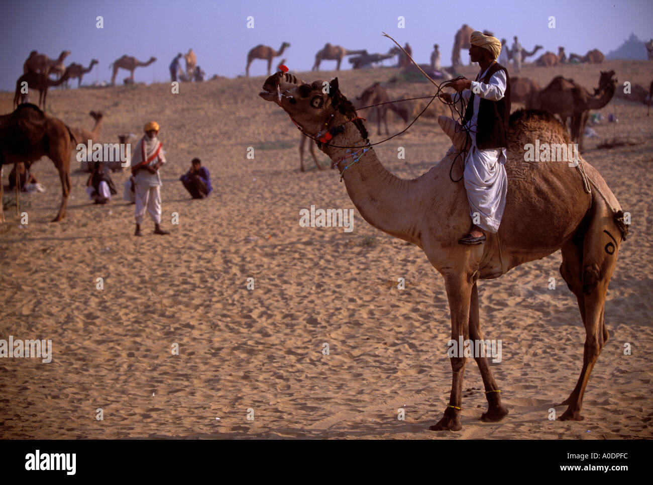 Marwari People Nomadic Tribe Rajasthan High Resolution Stock ...