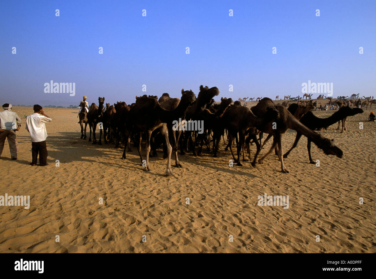 Marwari Warriors and their camel herds Nomadic People of the Rajasthan ...