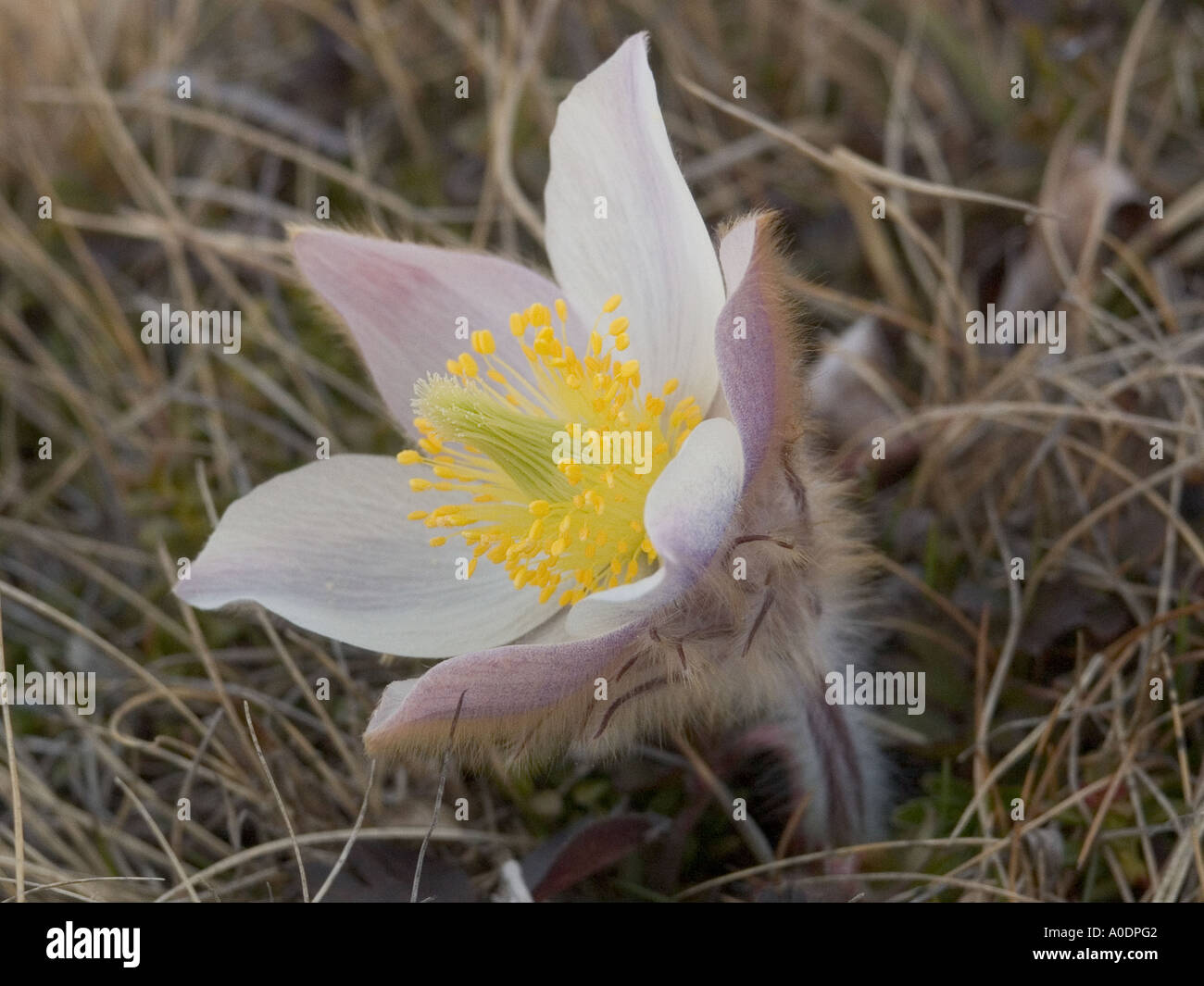 White alpine flower italy hi-res stock photography and images - Alamy