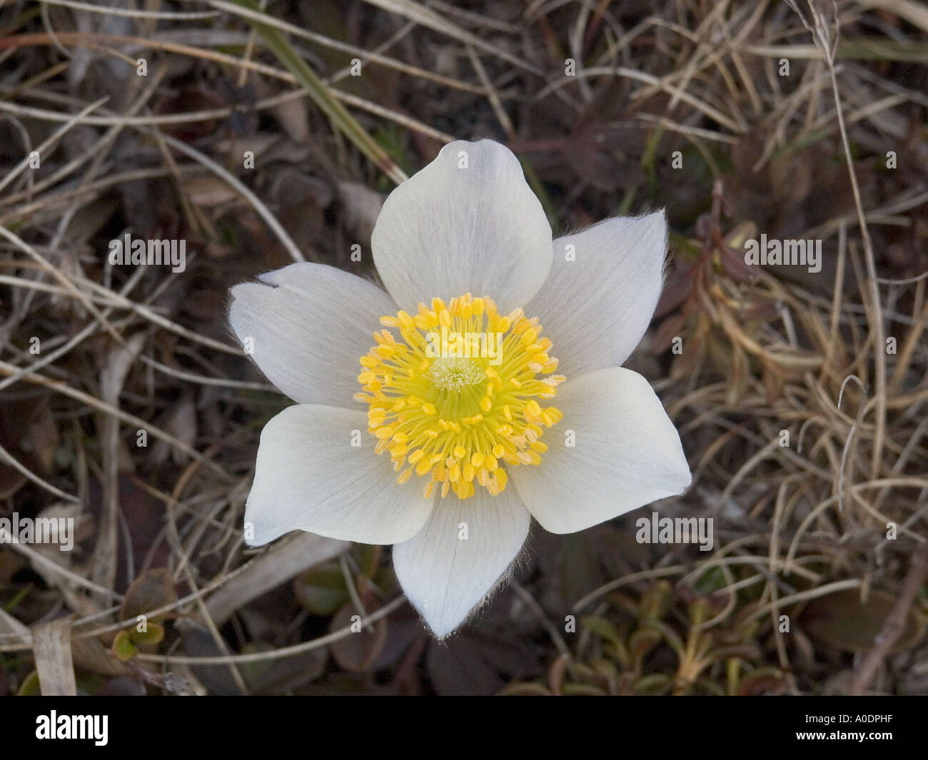 White alpine flower italy hi-res stock photography and images - Alamy