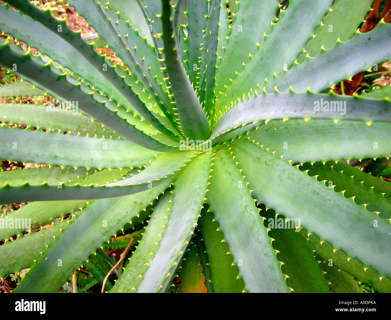 Cactus plant with leaves spiralling upwards Stock Photo - Alamy