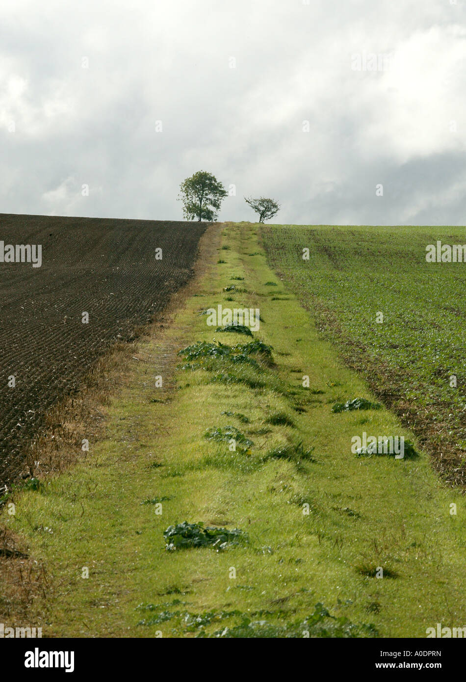 farm track with two trees at the end A unique different landscape in ...