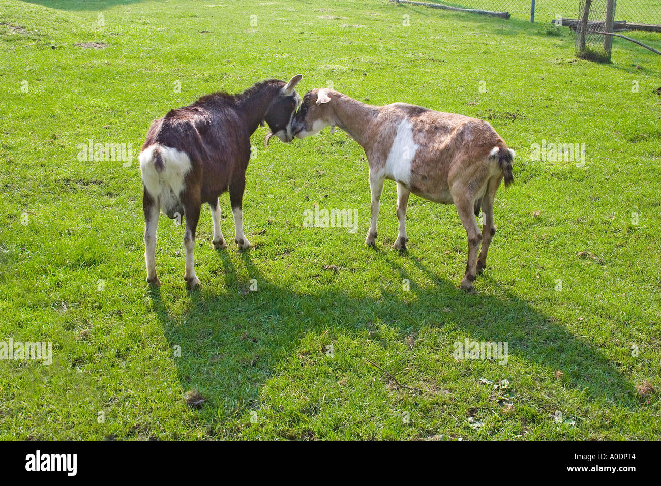 Goats playing together, Netherlands Stock Photo - Alamy