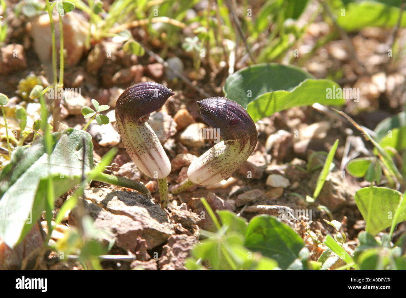 Friar`s cowl in natural surroundings Arisarum vulgare O Targ Tozz ...