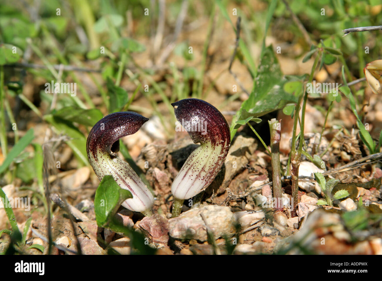 Friar`s cowl in natural surroundings Arisarum vulgare O Targ Tozz ...