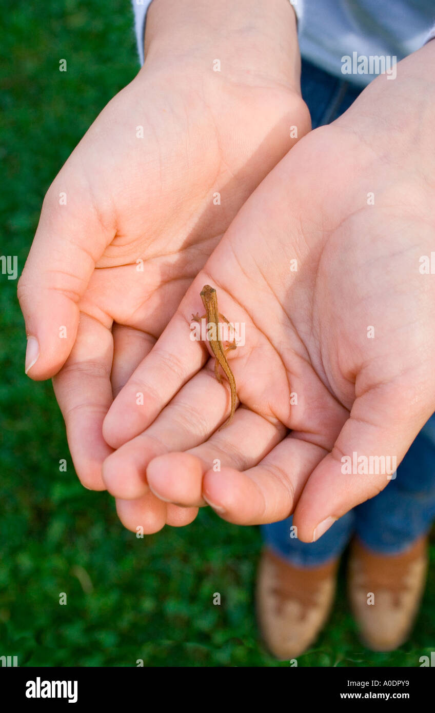 Baby lizard in hands of child, France Stock Photo - Alamy
