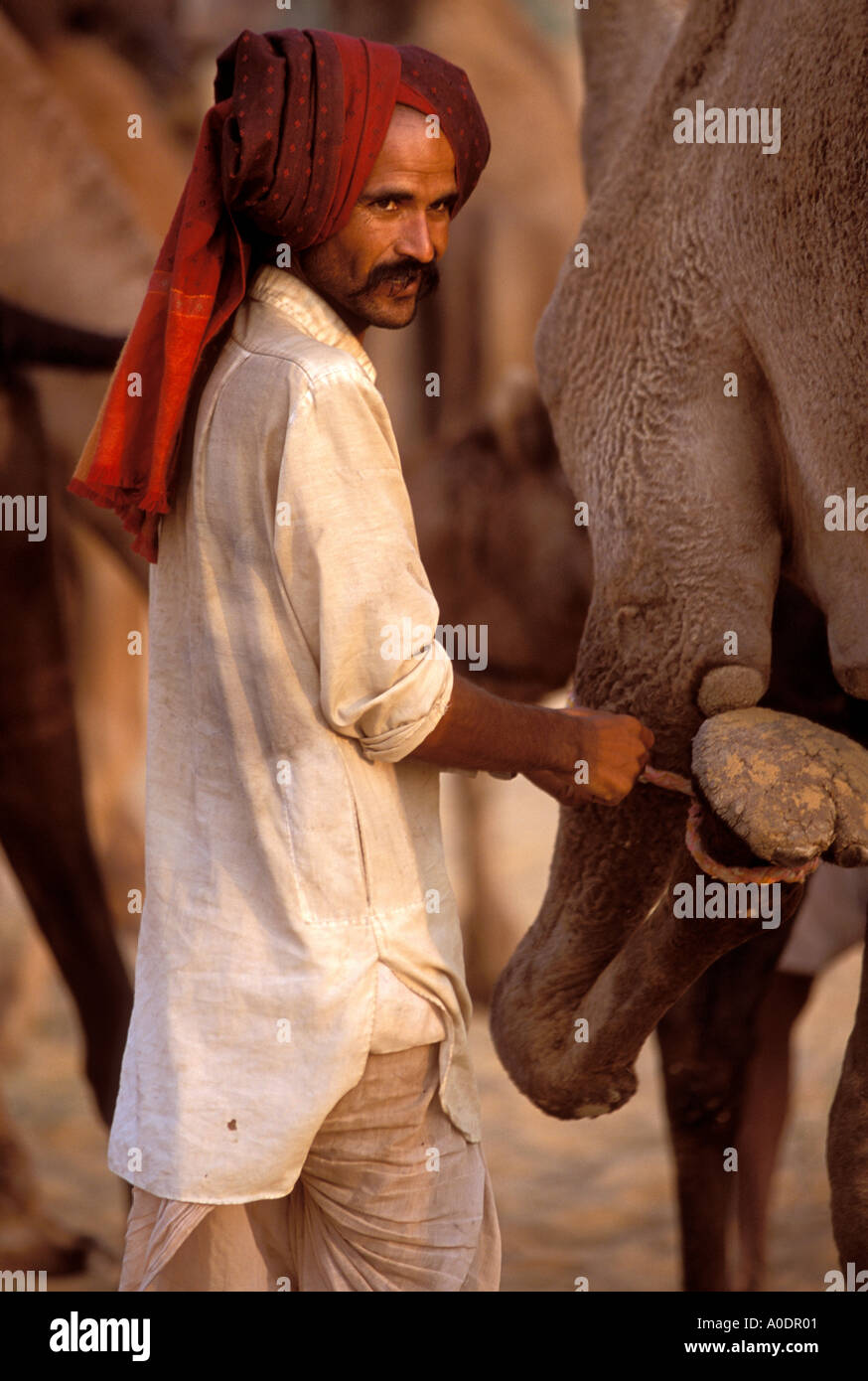 A Marwari Warrior tending to his camel Nomadic People of the Rajasthan ...