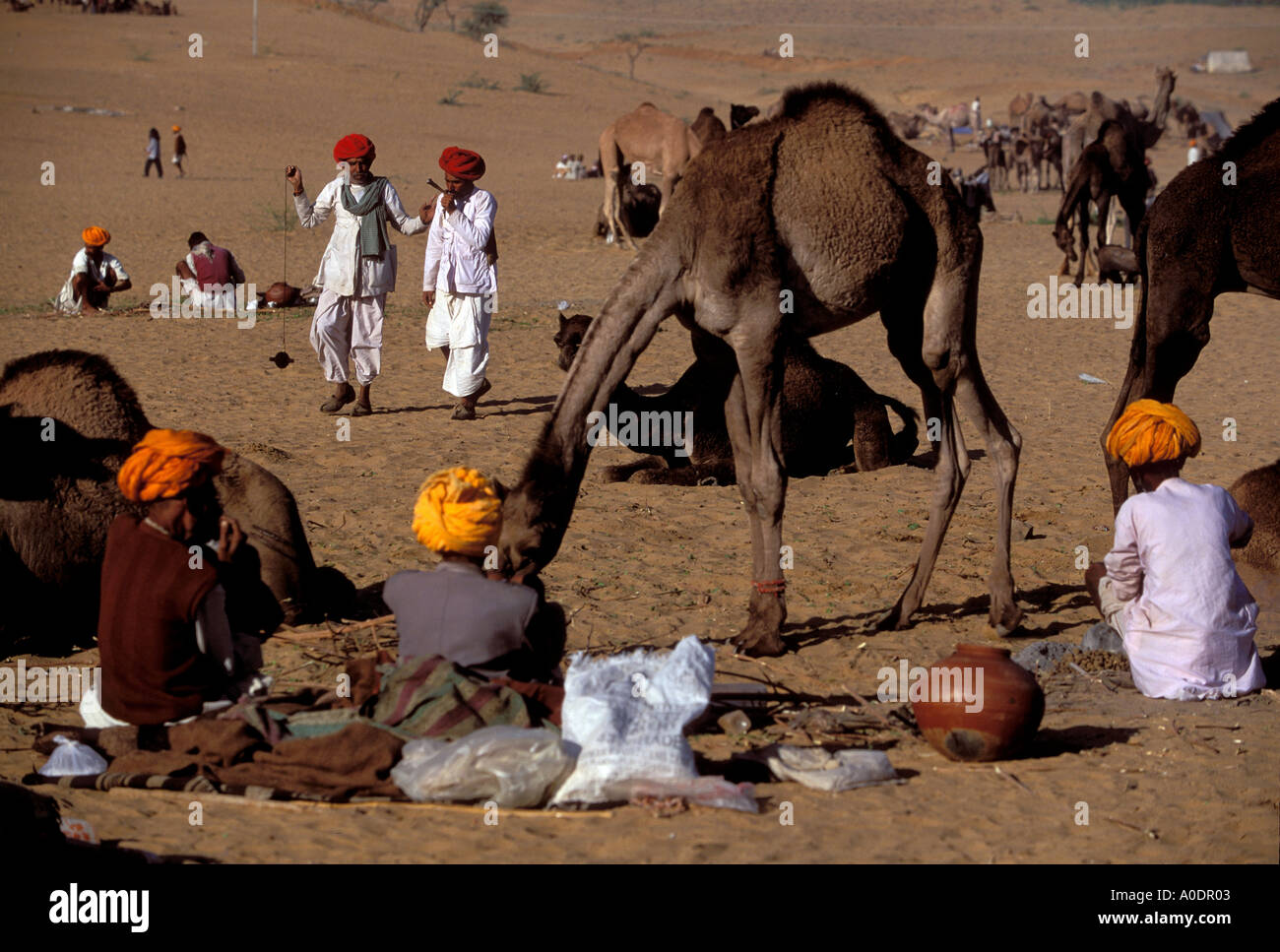 Marwari people nomadic tribe rajasthan hi-res stock photography and ...