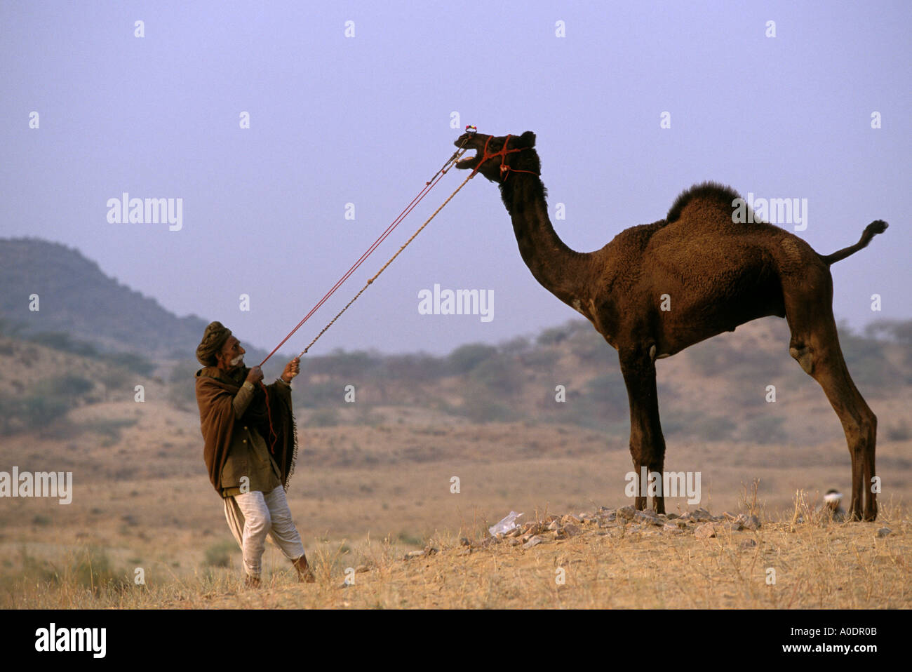 A Marwari warrior dealing with a rebellious camel Nomadic People of the ...
