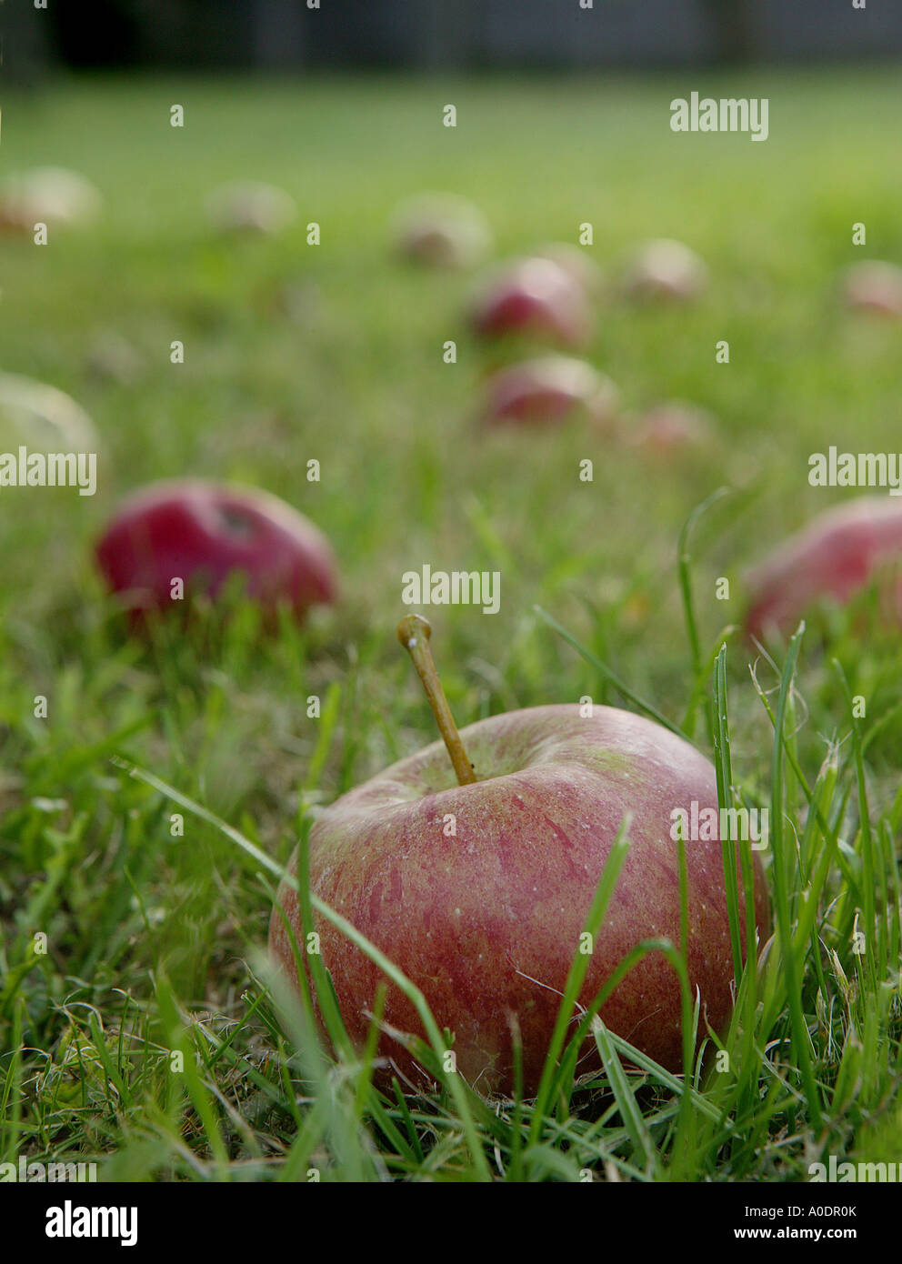 fallen apples lying on grass under apple tree Stock Photo - Alamy