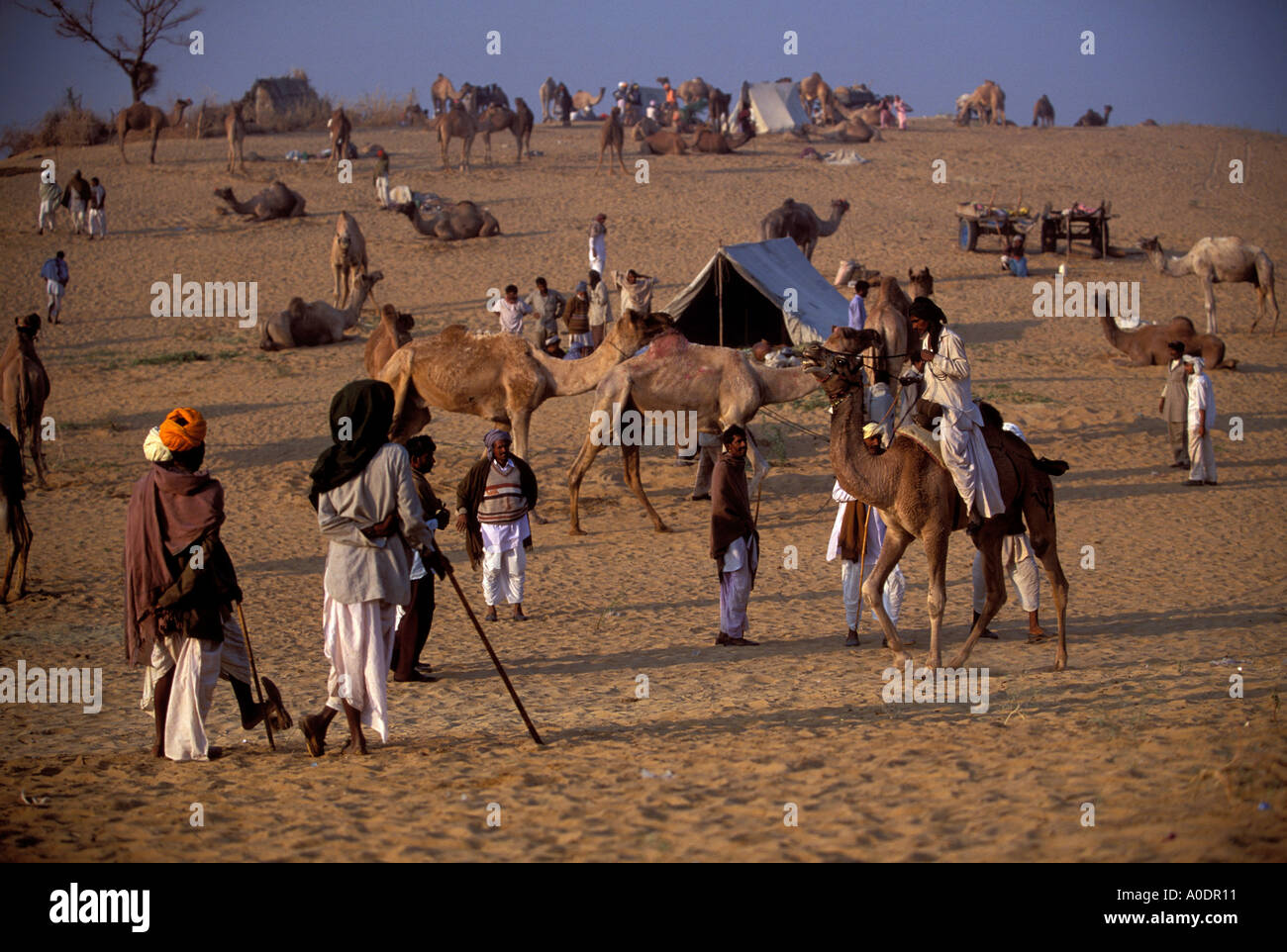 Marwari Warriors Nomadic People of the Rajasthan Desert Pushkar India ...
