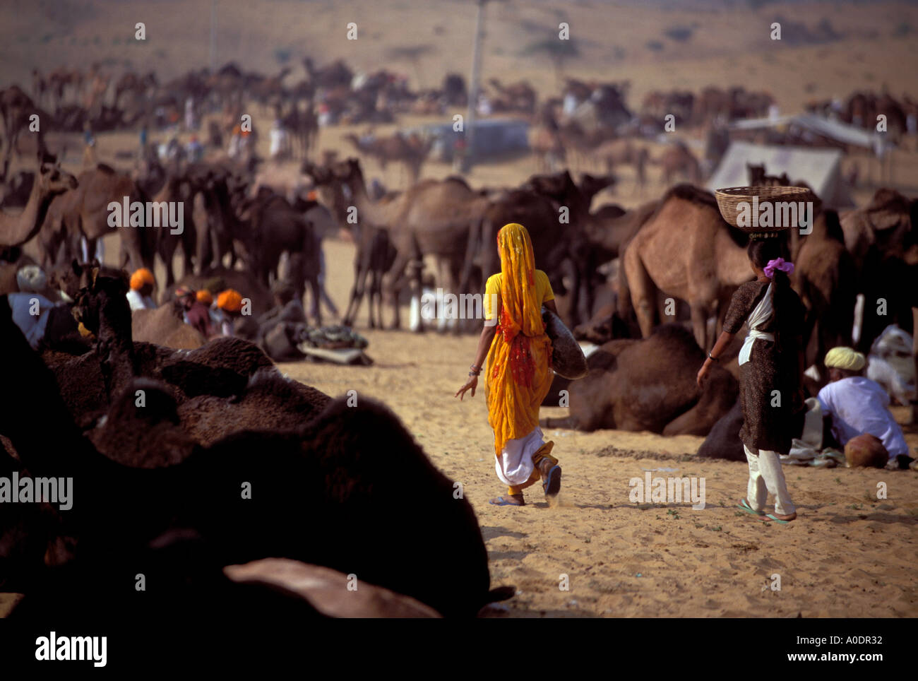 Marwari women collecting camel dropping to fuel fires instead of ...