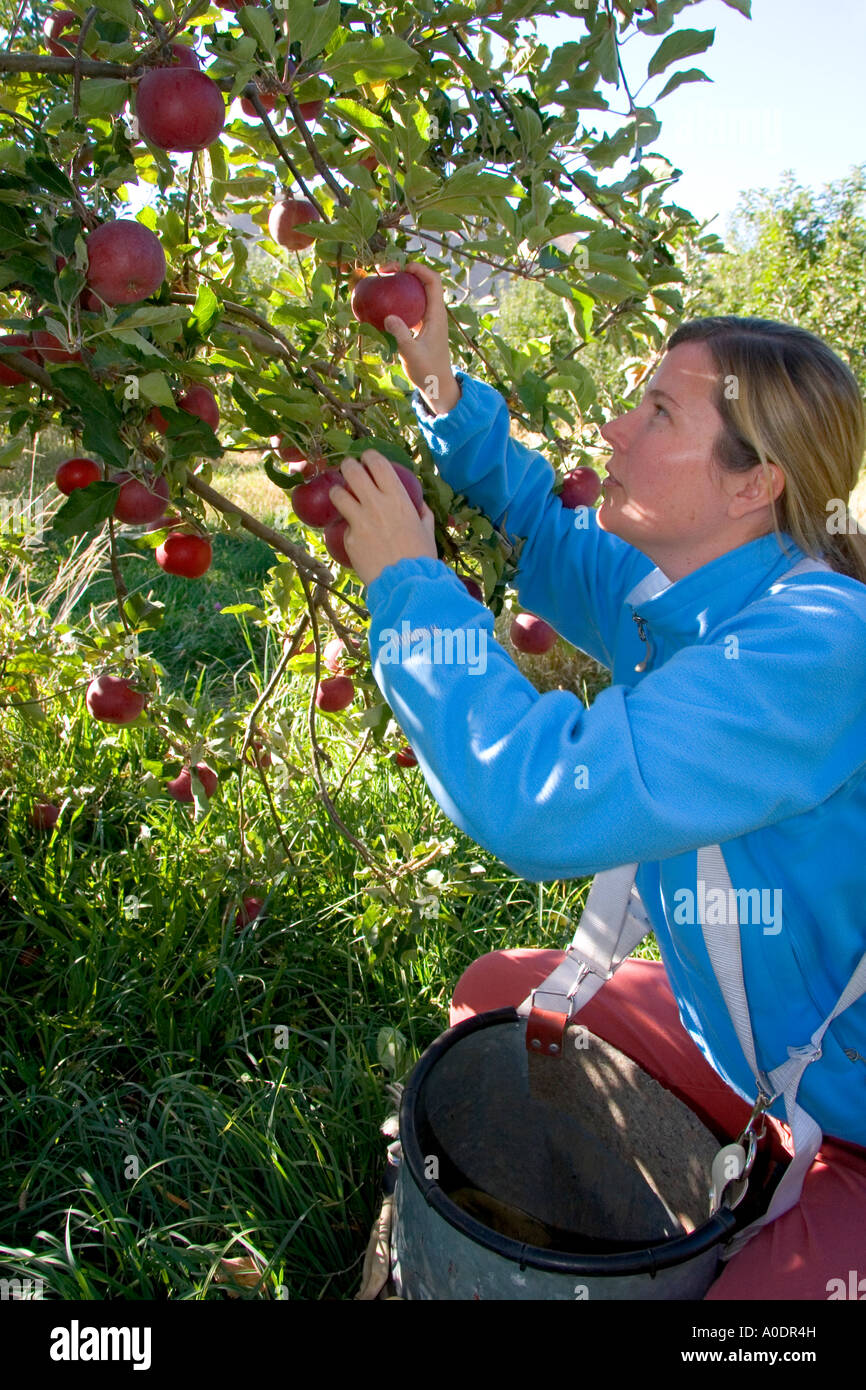 Woman near trees apples hi-res stock photography and images - Alamy