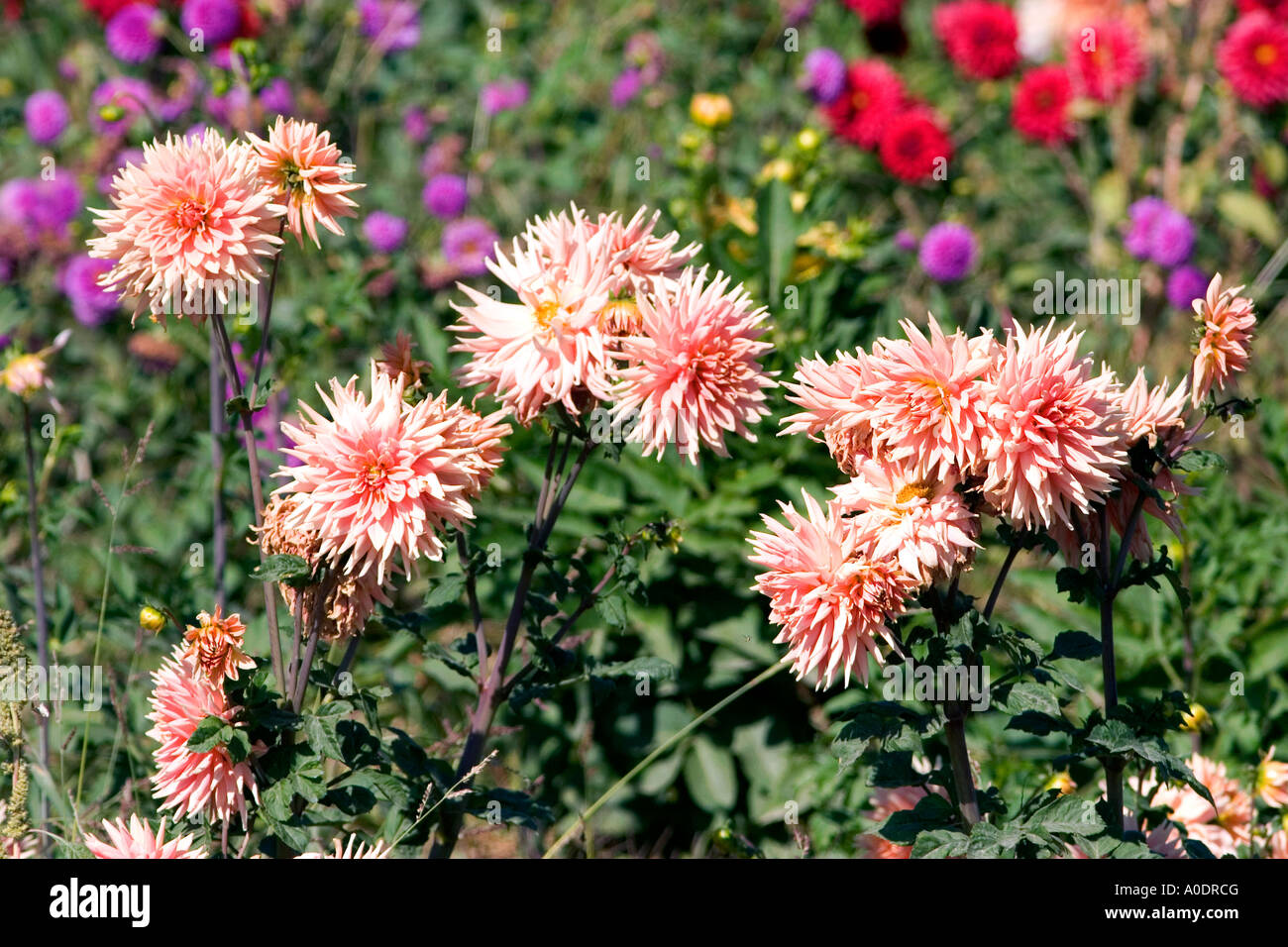 Tuber of flowers hi-res stock photography and images - Alamy