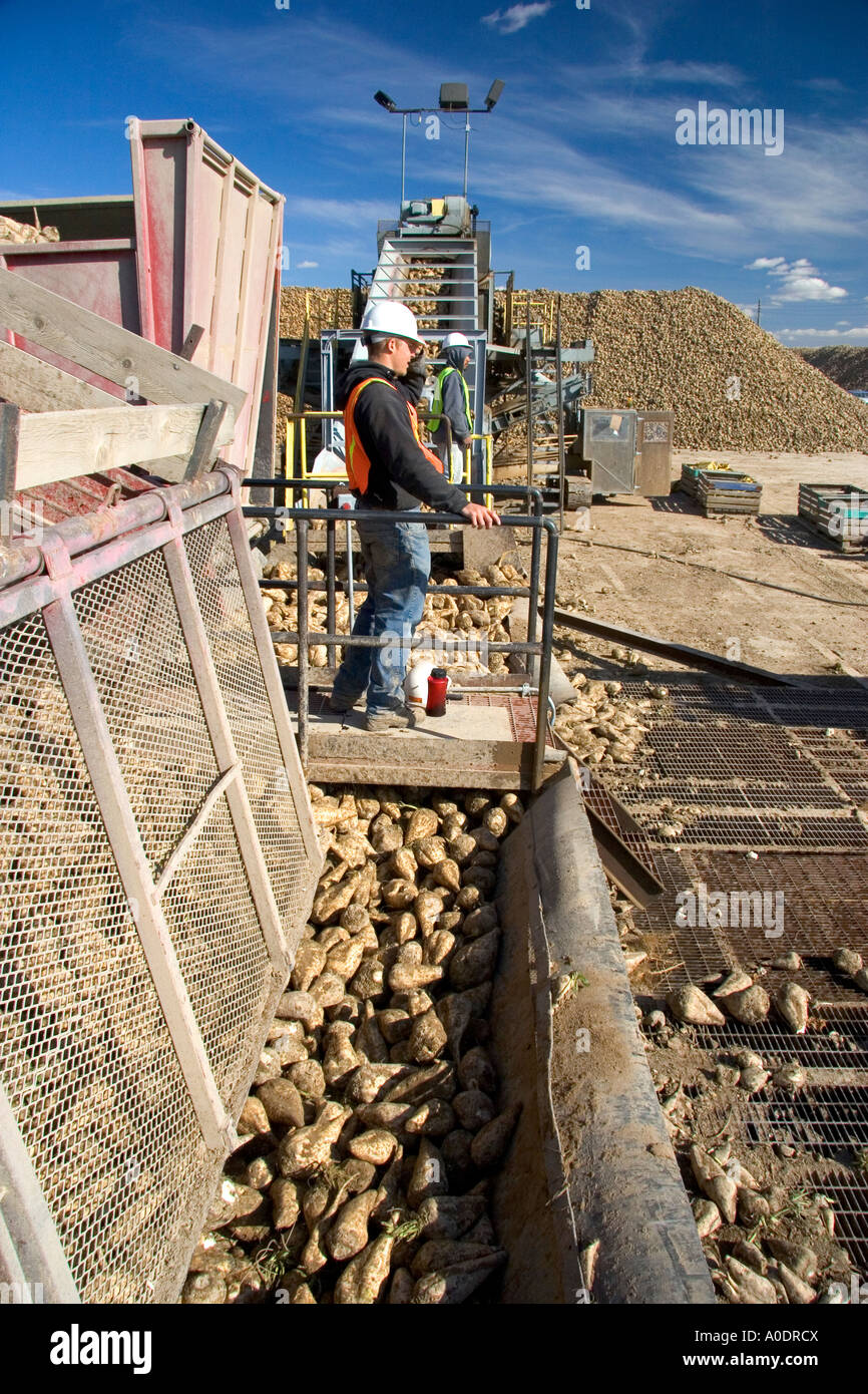Trucks dump harvested sugar beets in Mountain Home Idaho Stock Photo ...