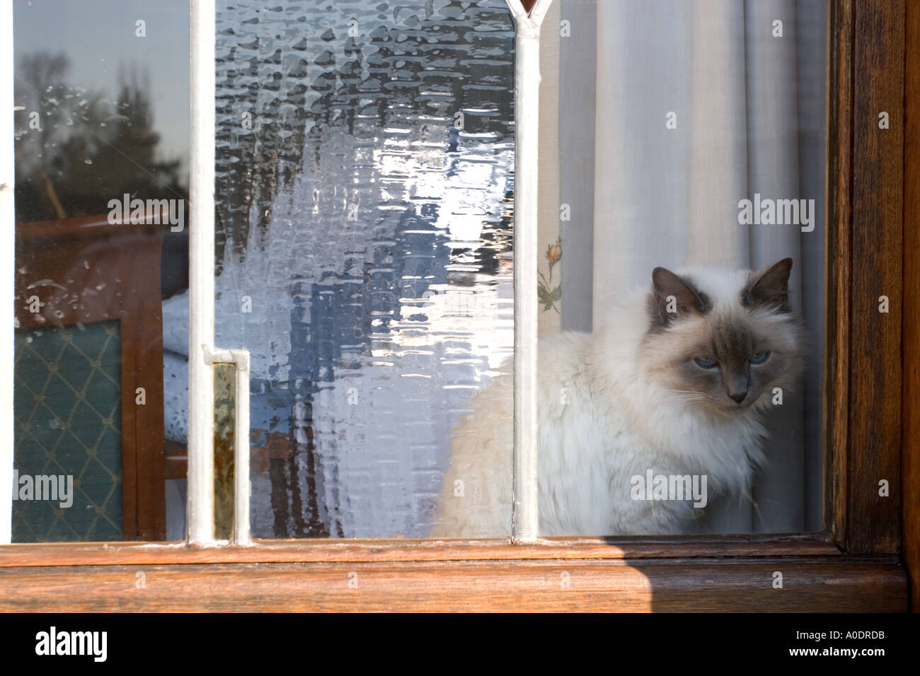 White cat in window of house in Dendermonde Belgium Stock Photo - Alamy